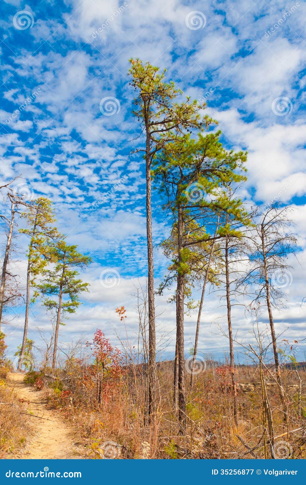 High Pine Trees in Autumn Mountain Forest Stock Image - Image of cloud ...