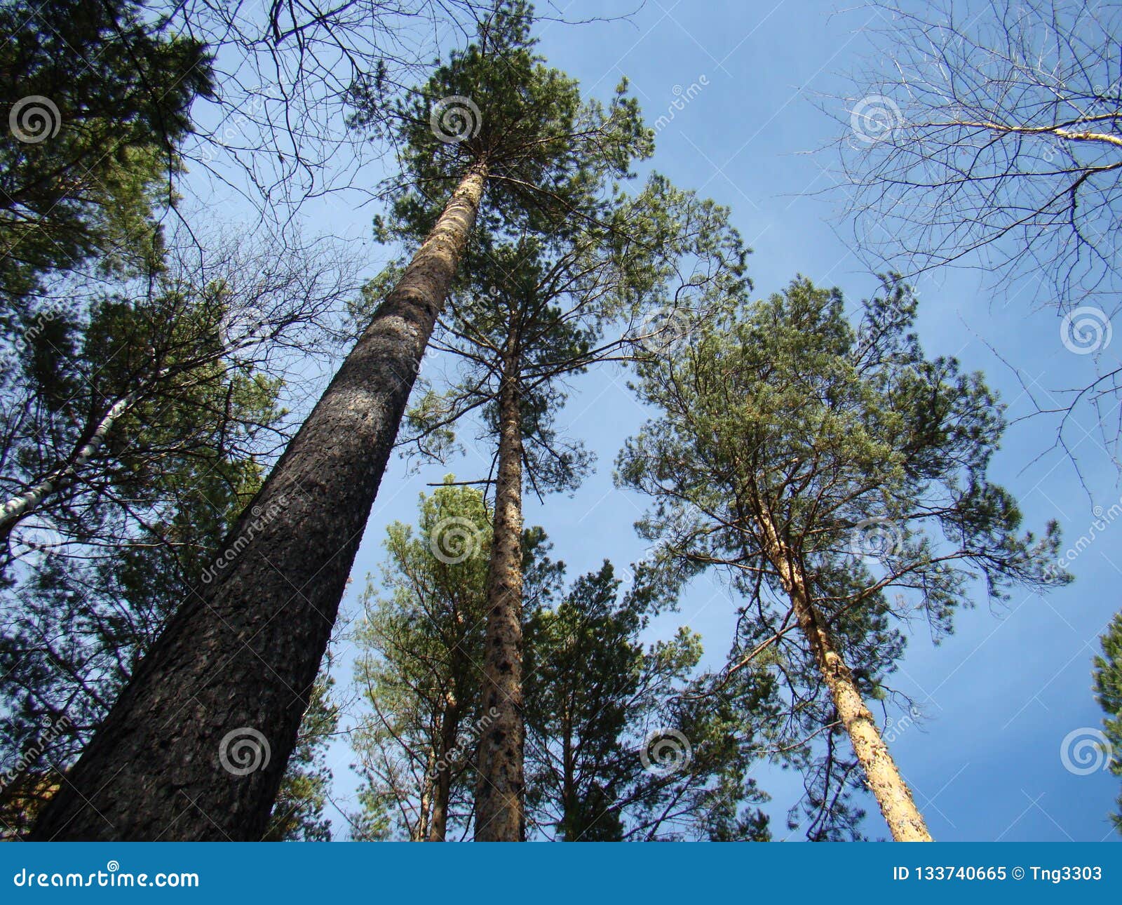 High Pine Trees, Directed in the Sky. Stock Image - Image of grove ...