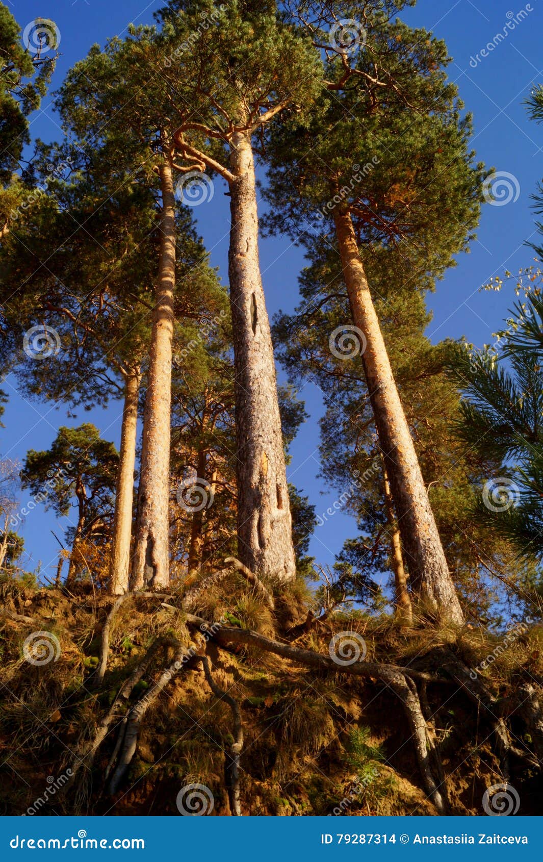 High pine trees stock photo. Image of high, pinetree - 79287314