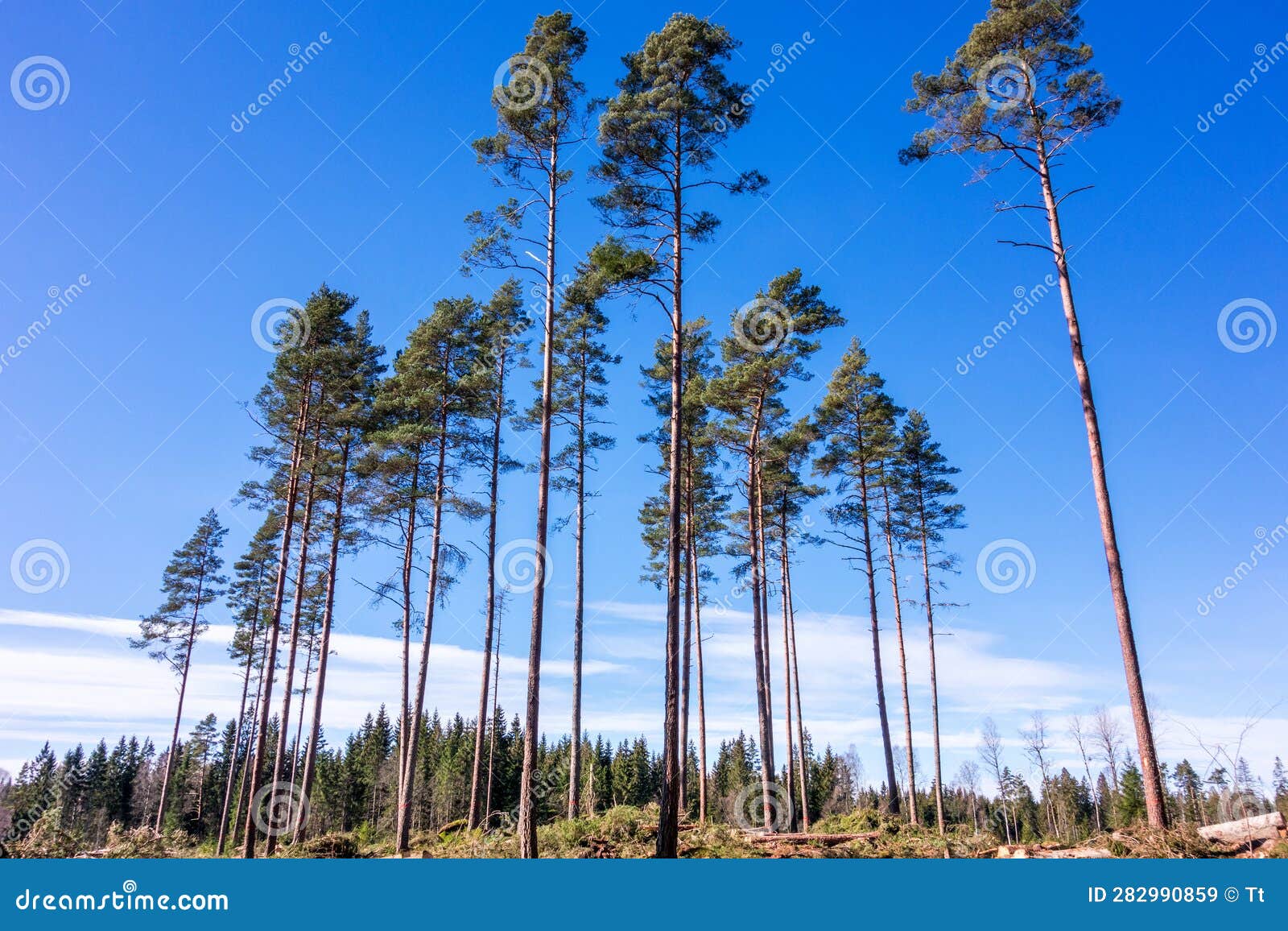 High Pine Trees Left on a Clearing Area Stock Image - Image of forestry ...