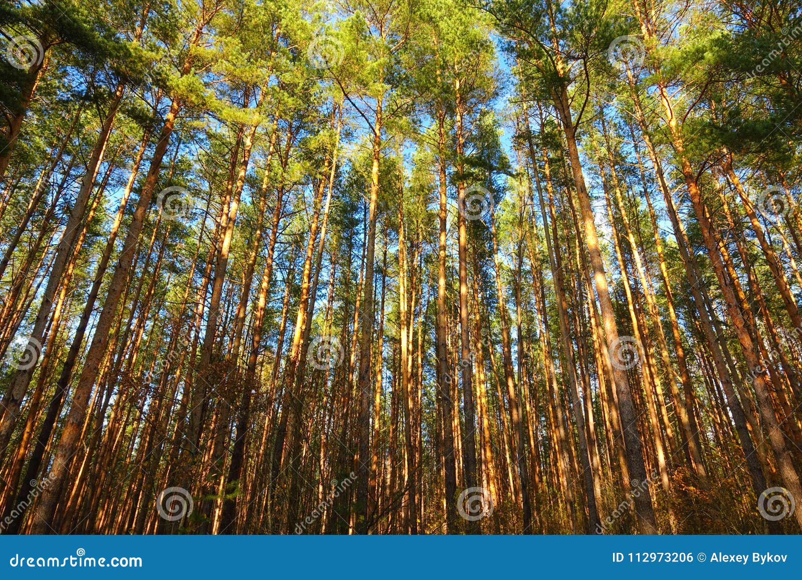 High Pines at Beautiful Day. Majestic Pine Forest. Stock Photo - Image ...