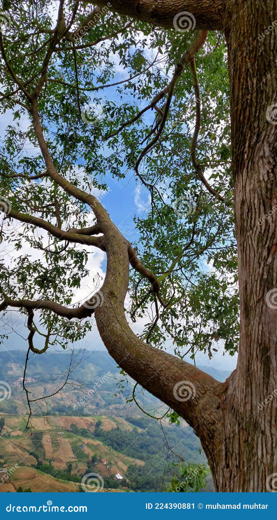 A High Place for a Big Tree with a Thick Trunk Stock Image - Image of ...