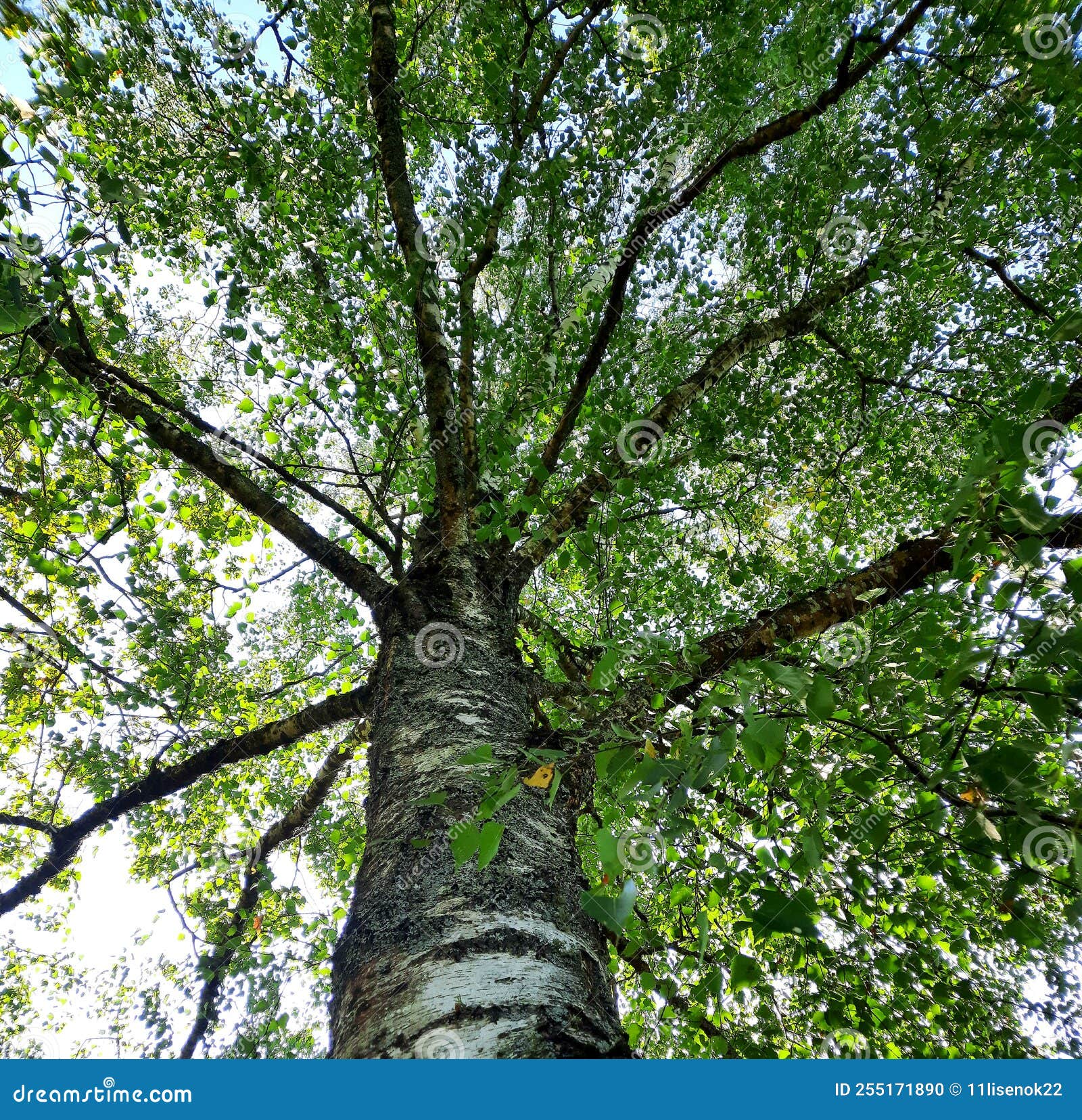 High powerful birch tree stock photo. Image of high - 255171890