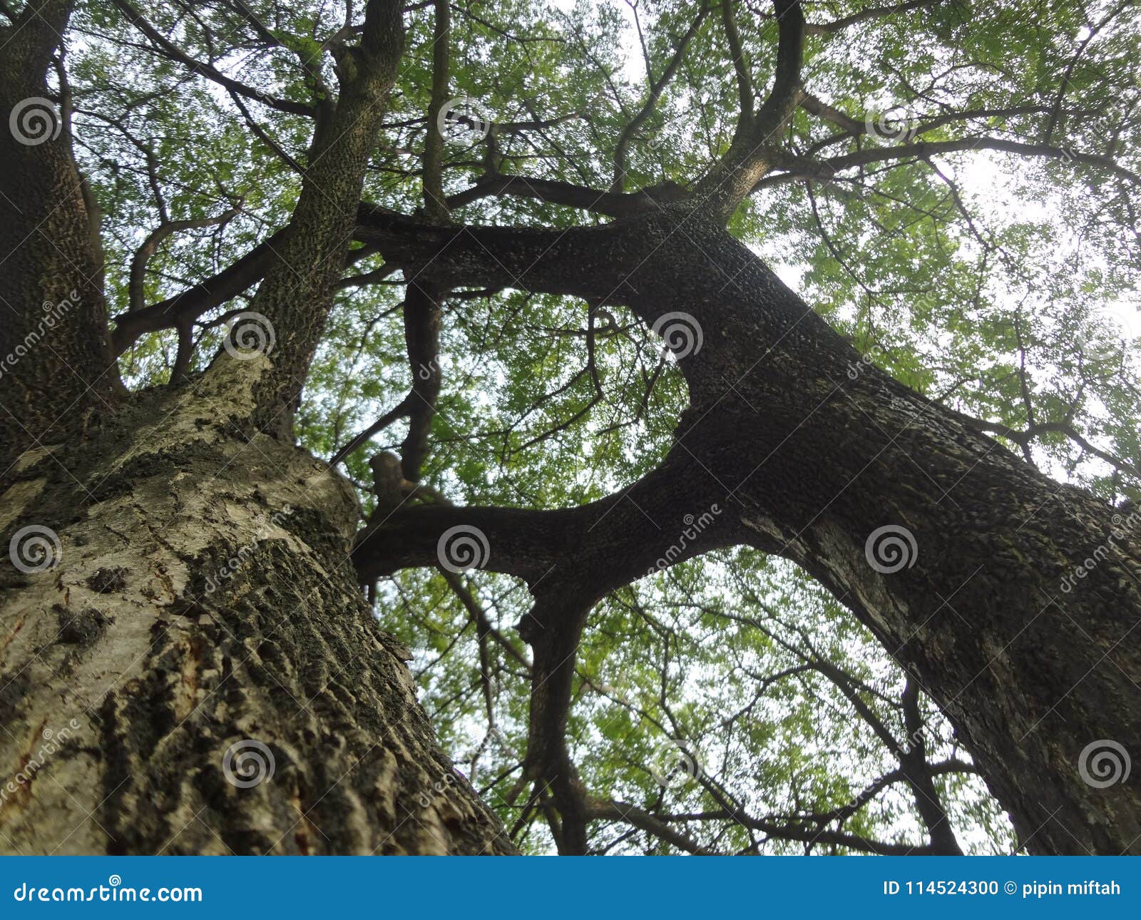 High protuberant tree stock photo. Image of protuberant - 114524300