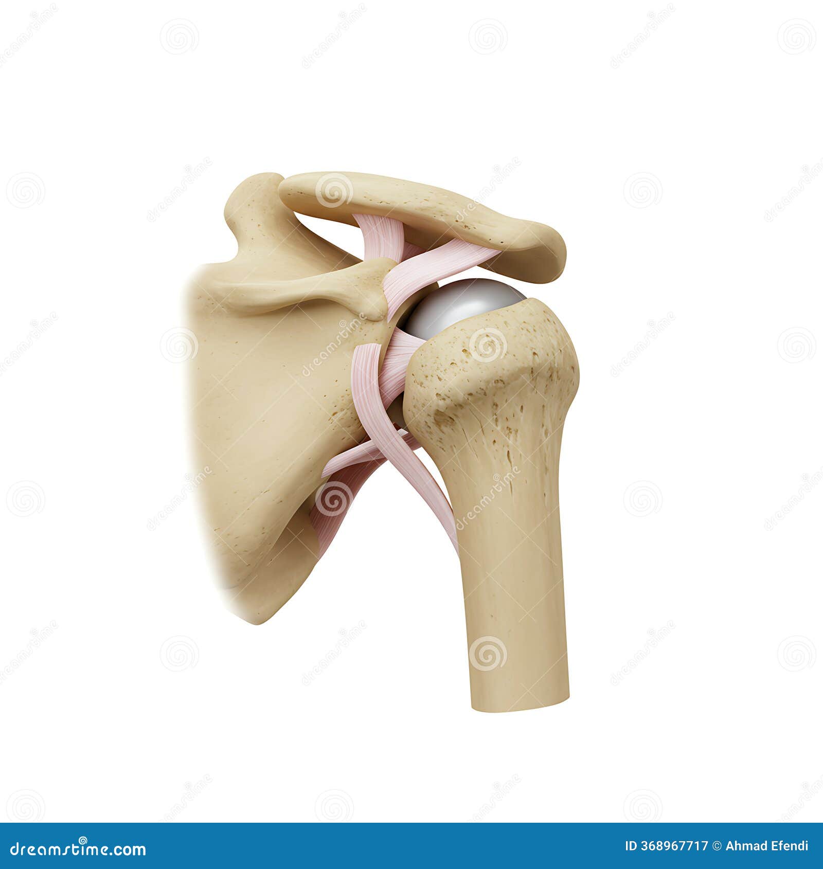 Detailed 3D Model Of Human Shoulder Joint Anatomy: Ligaments And Bones ...