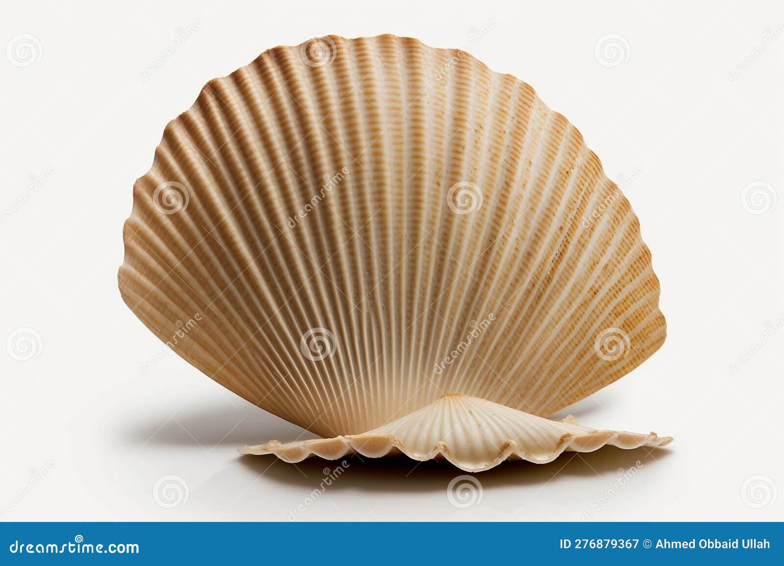 High-quality 3D Render of a Isolated Scallop Shell with Transparent ...