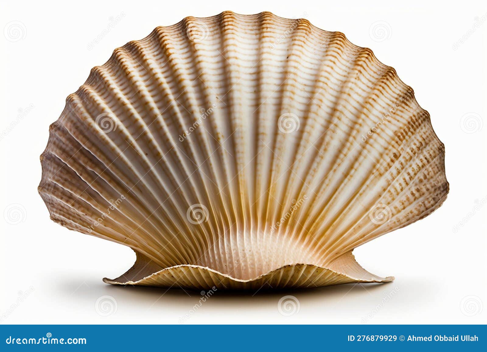 High-quality 3D Render of a Isolated Scallop Shell with Transparent ...