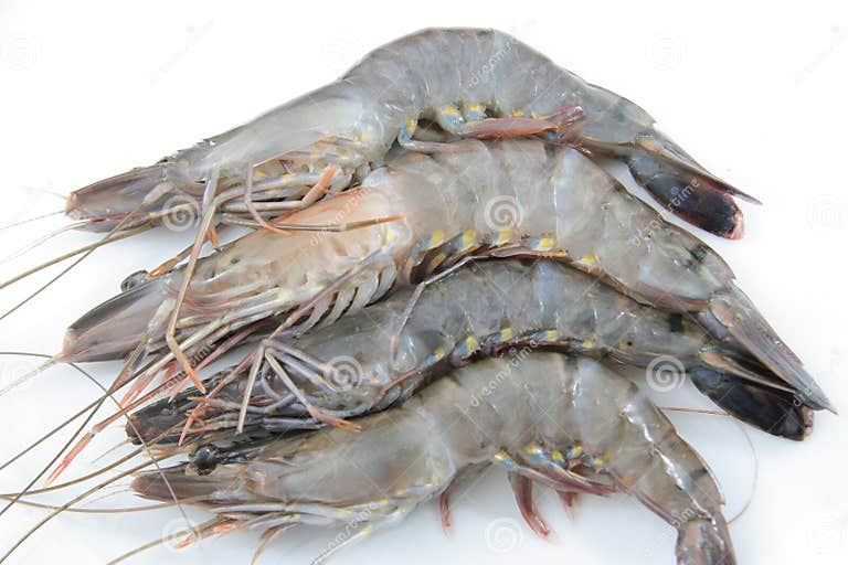 High quality fresh prawns stock photo. Image of high, industry - 7225366