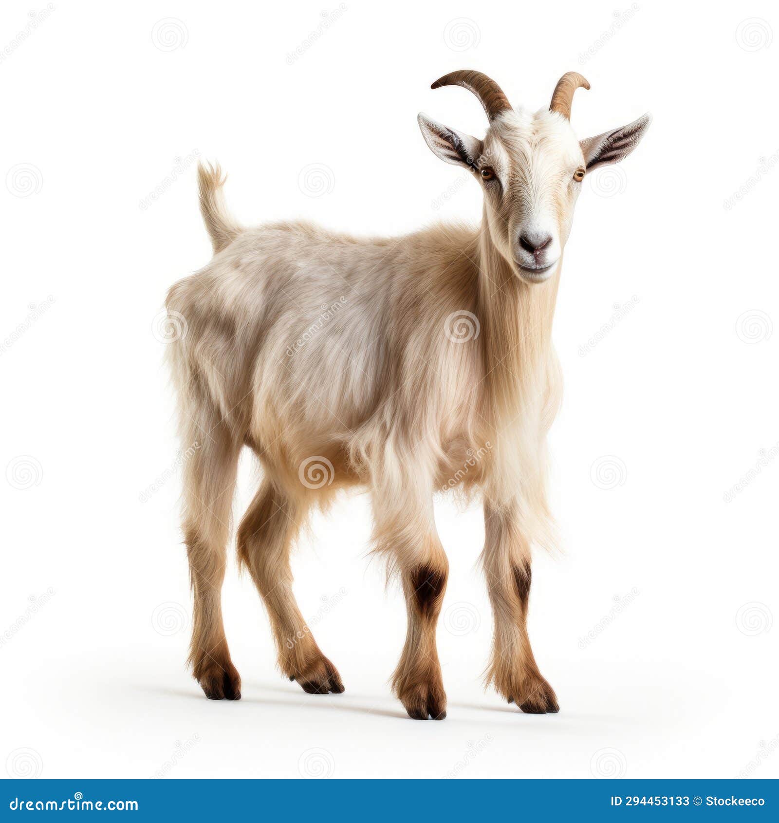 High Quality Goat with White Background in Tilt-shift Style Stock ...