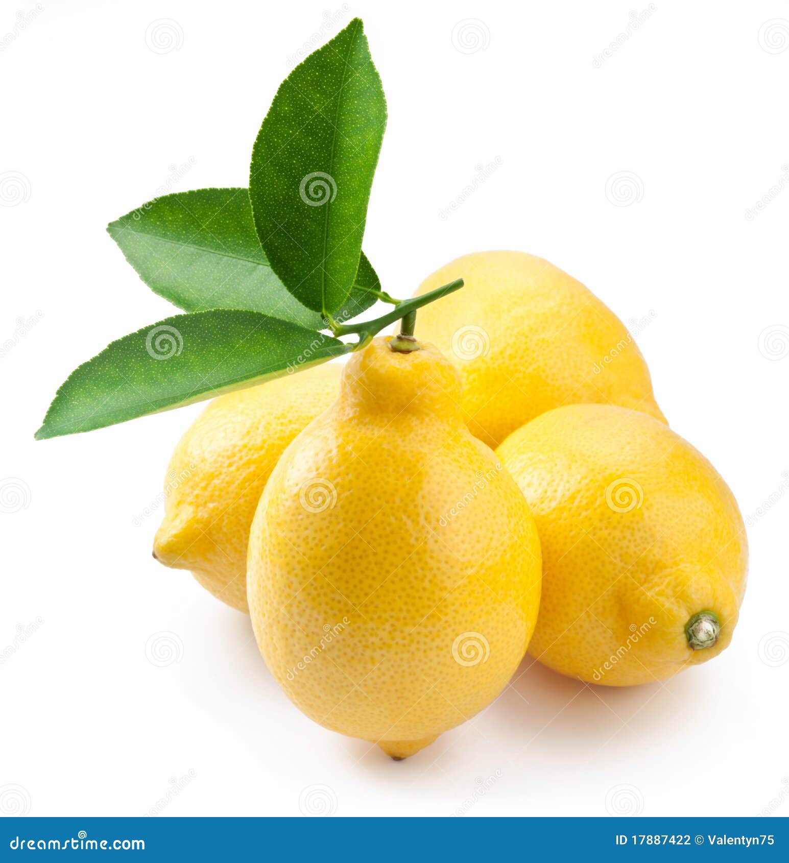 High-quality Photo Ripe Lemons on a White Stock Photo - Image of branch ...