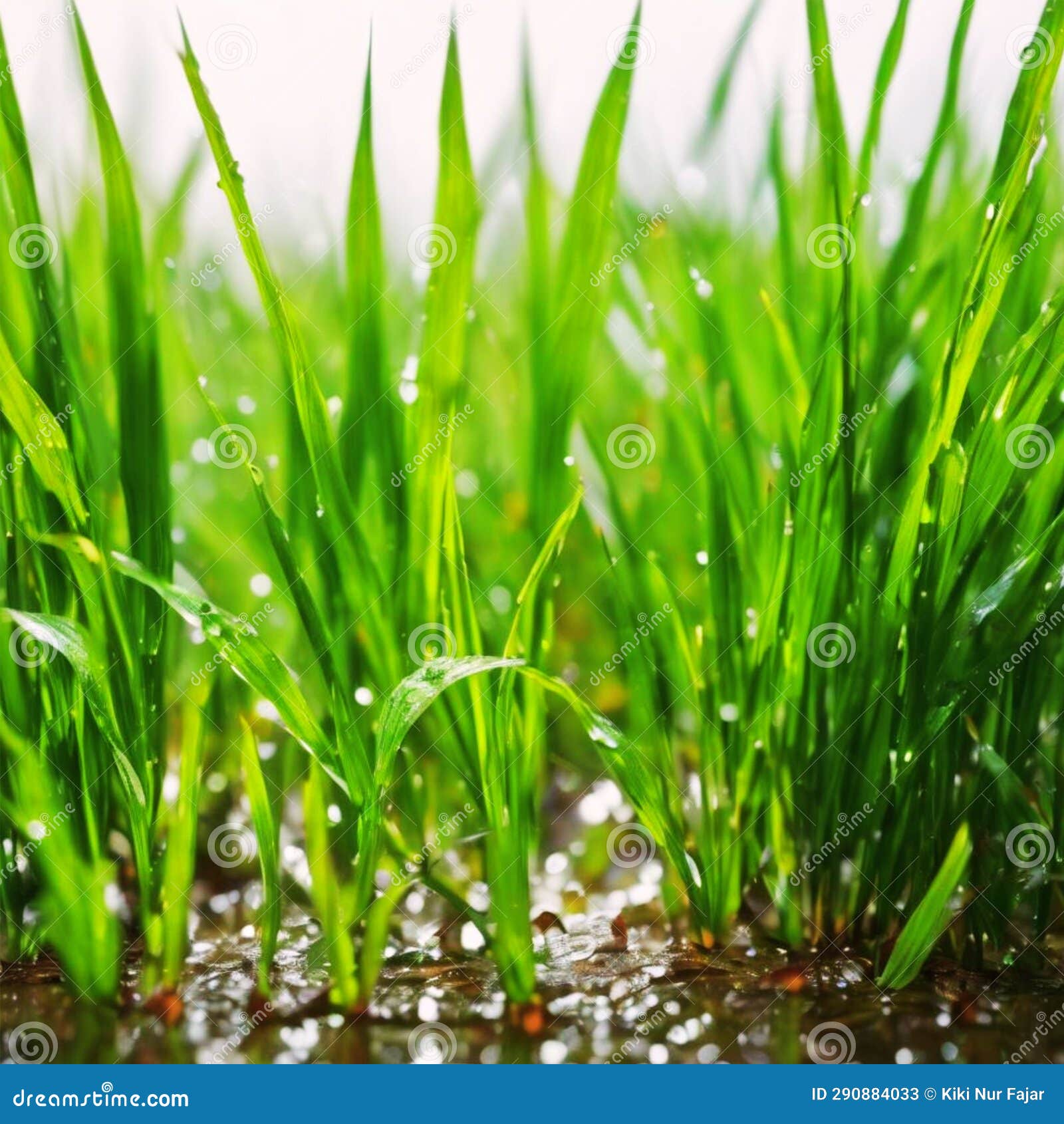 Potrait Beautiful Wet Grass Stock Image - Image of meadow, plant: 290884033