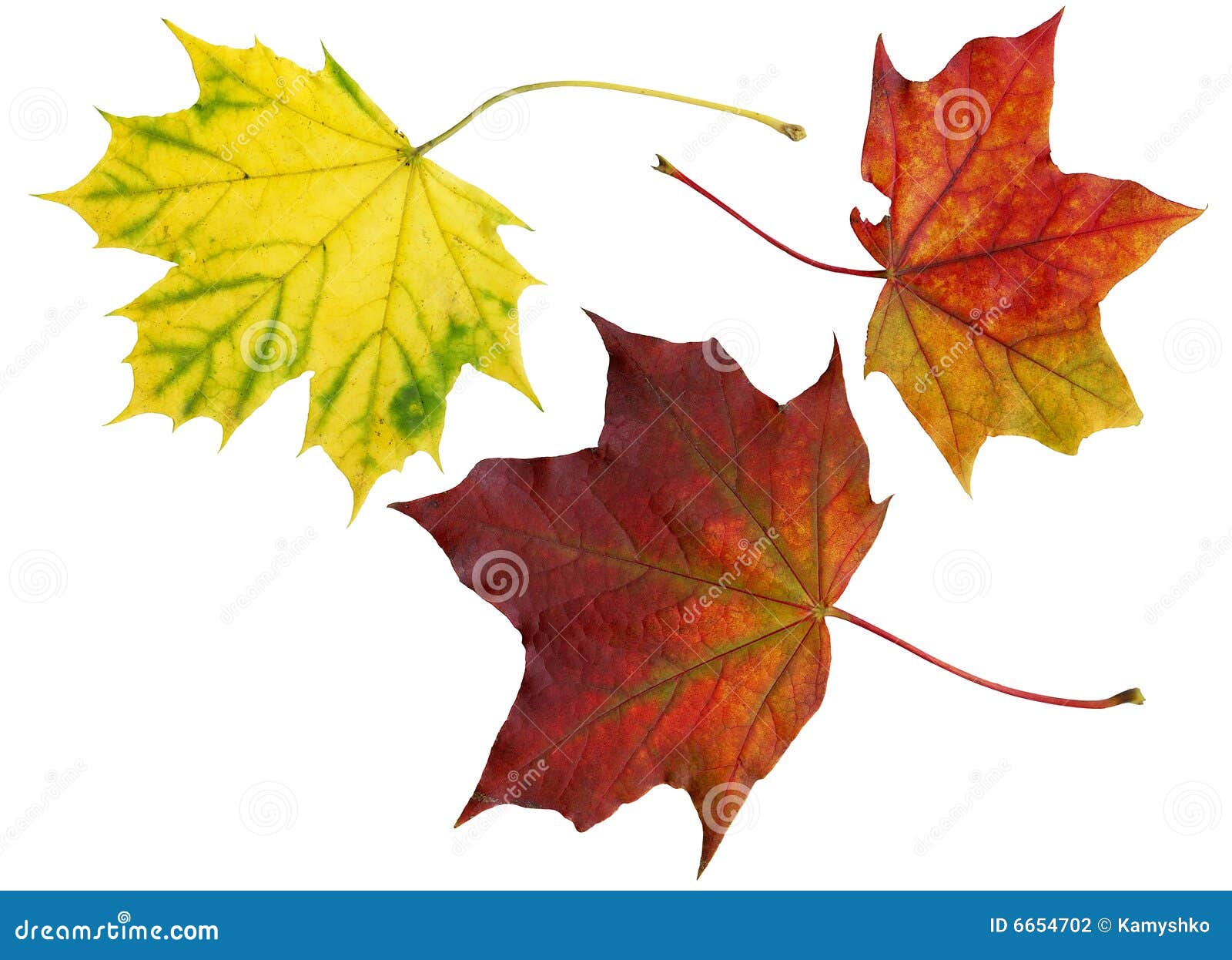 High Quality Scanned Leaves of Maple (Acer) Stock Photo - Image of ...