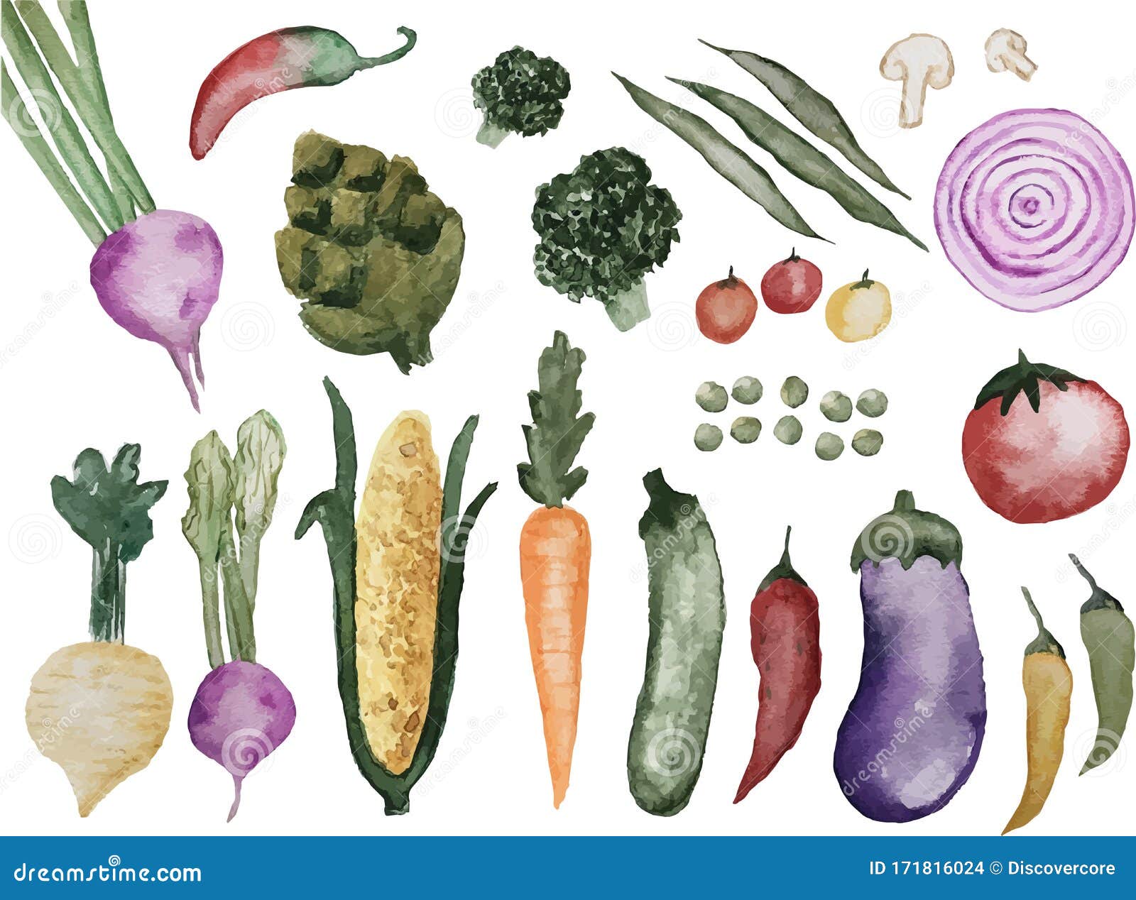 Watercolor Vegetable Illustrations