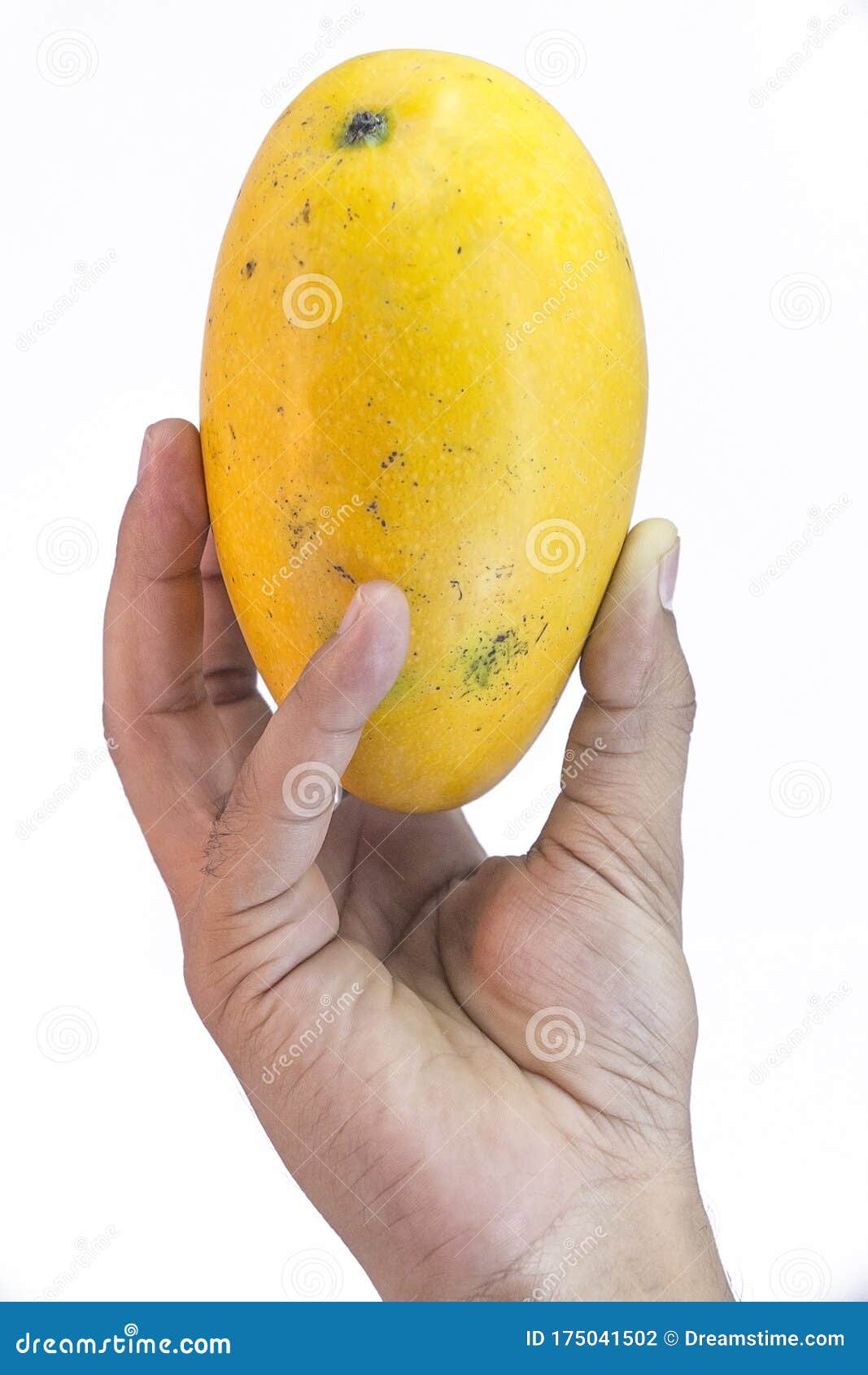 HD Mango Image, Green Background, Mango Fruit Hanging On Mango Tree ...