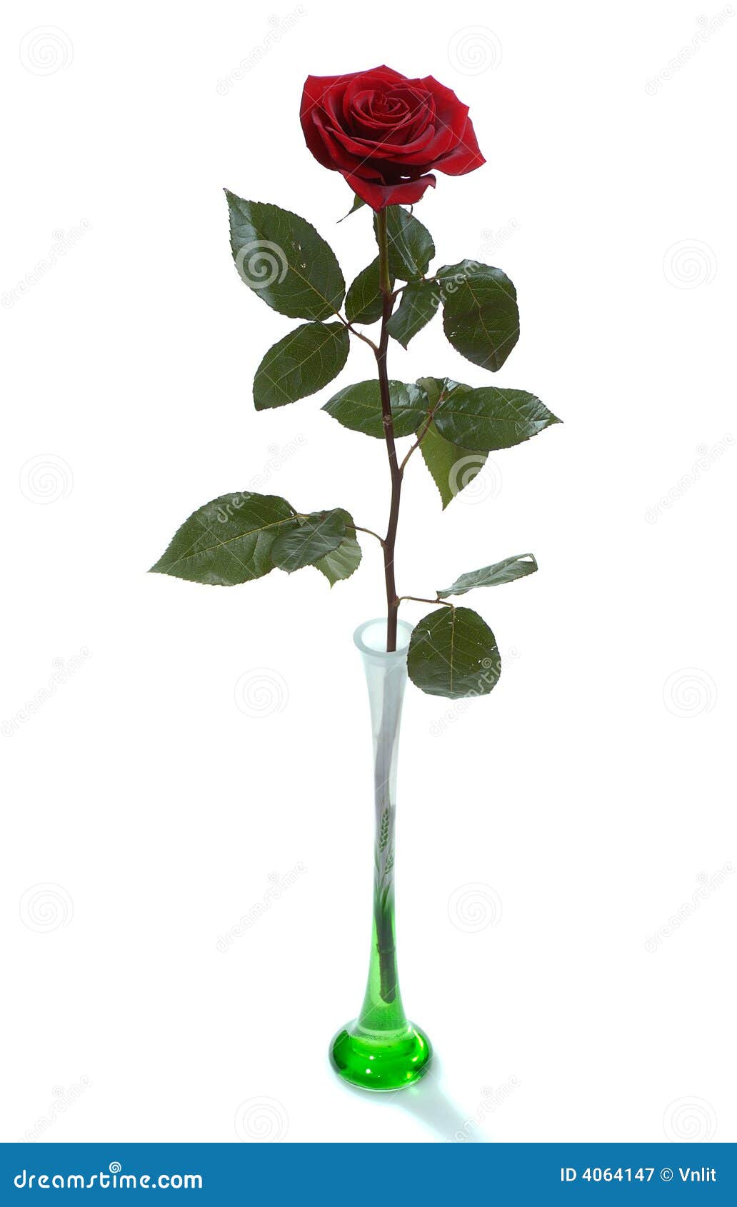 High red rose in vase stock image. Image of full, color - 4064147