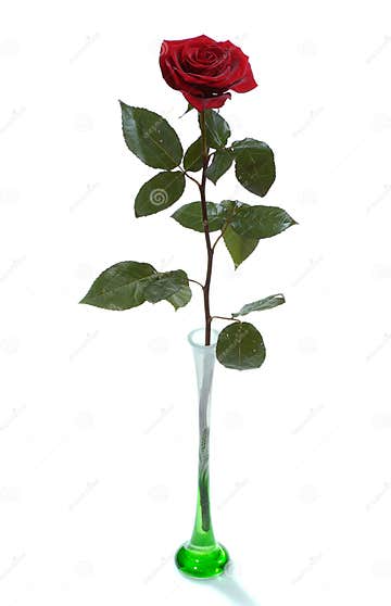 High red rose in vase stock image. Image of full, color - 4064147