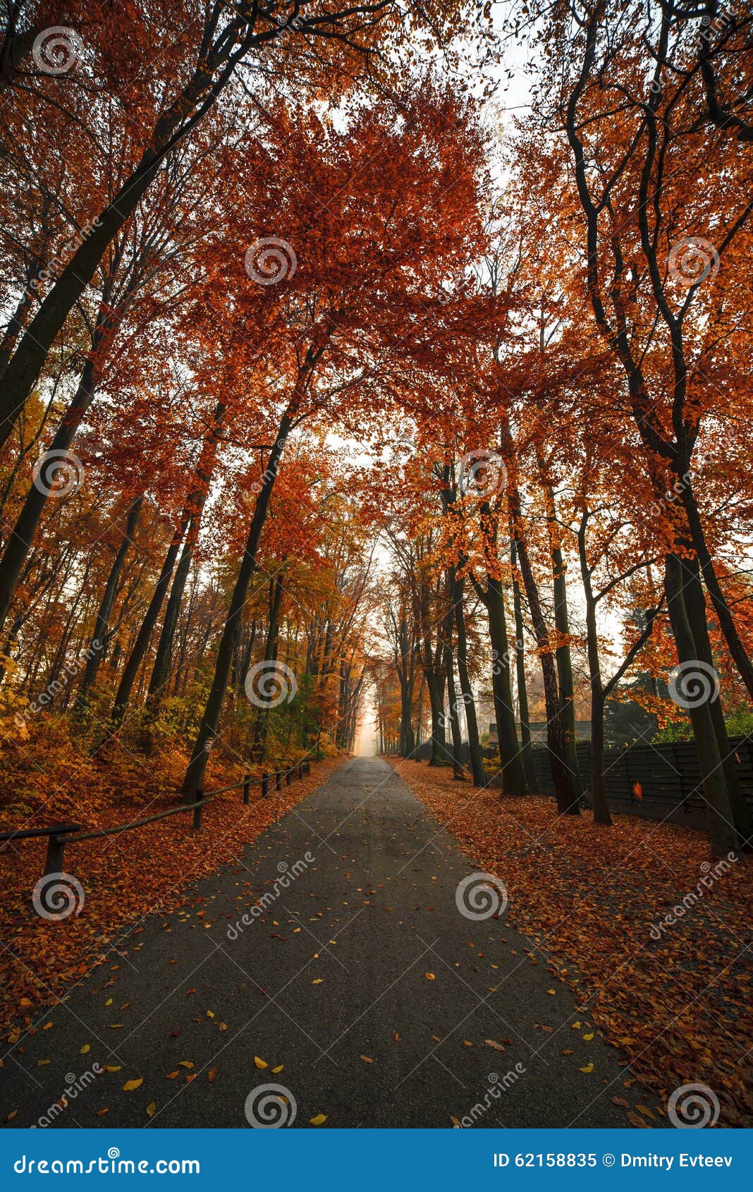 High red trees above road stock image. Image of autumn - 62158835