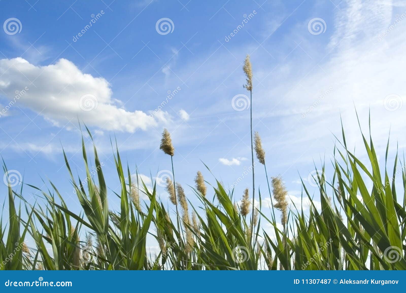 High Reed Against Cloudy Sky Stock Image - Image of brush, meadow: 11307487