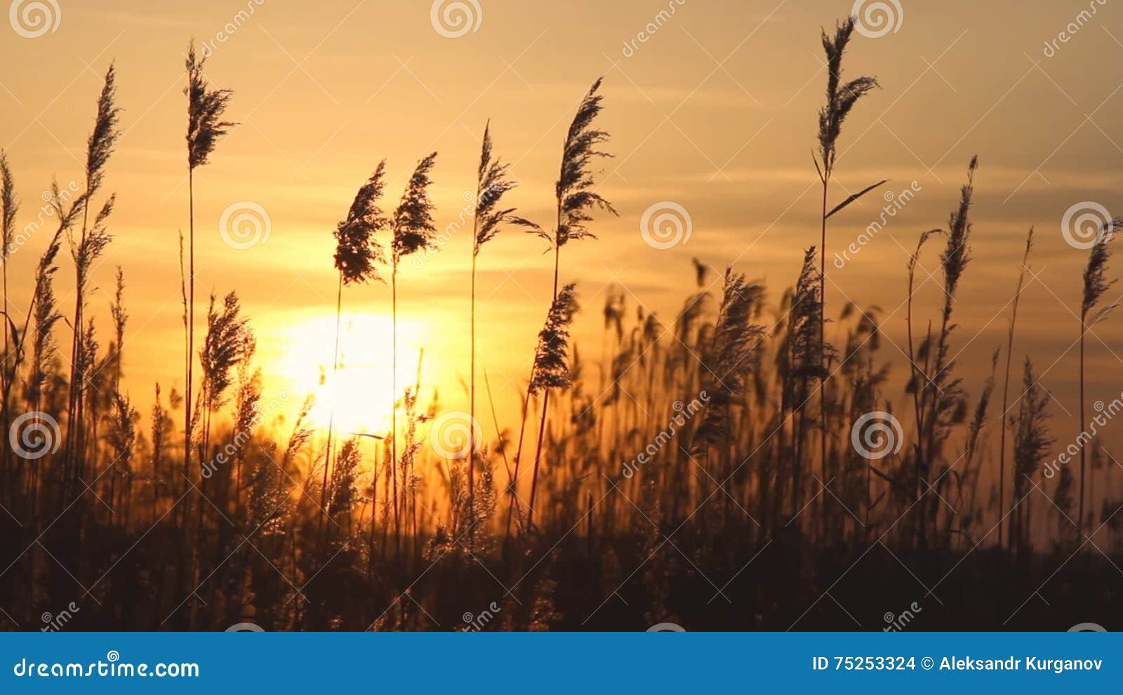 High Reed Against Sunset Sky Stock Footage - Video of country, farming ...