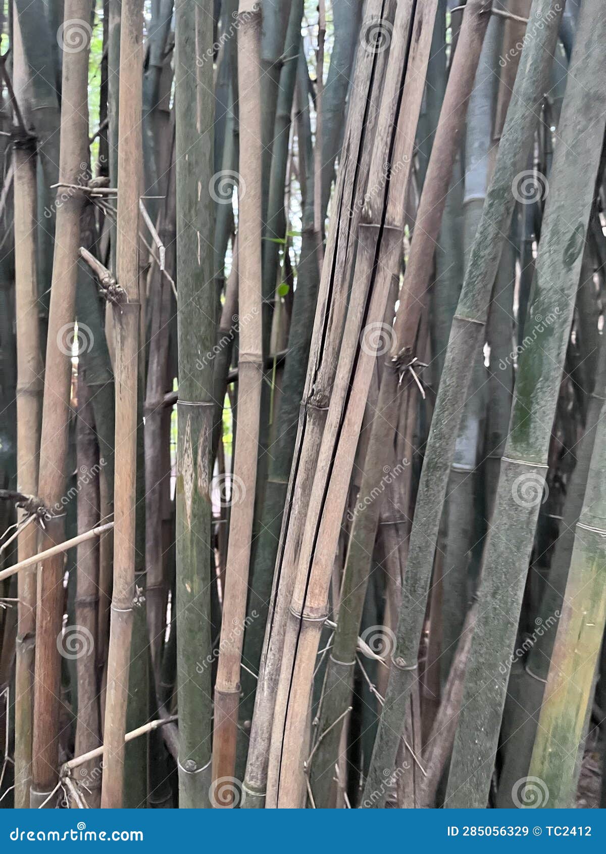 High Reed Branches in Nature Stock Image - Image of garden, asia: 285056329