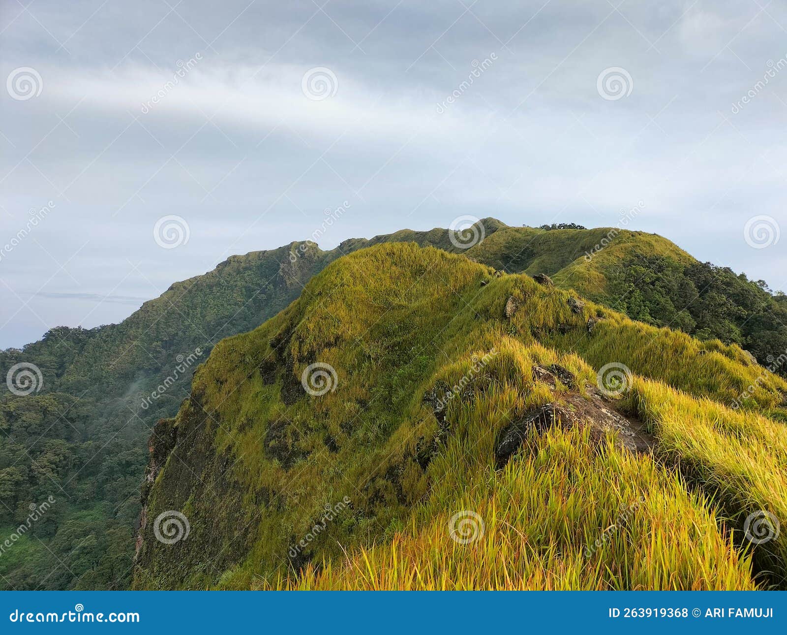 High Reed Savanna Above the Highest Mountain Peaks Stock Photo - Image ...