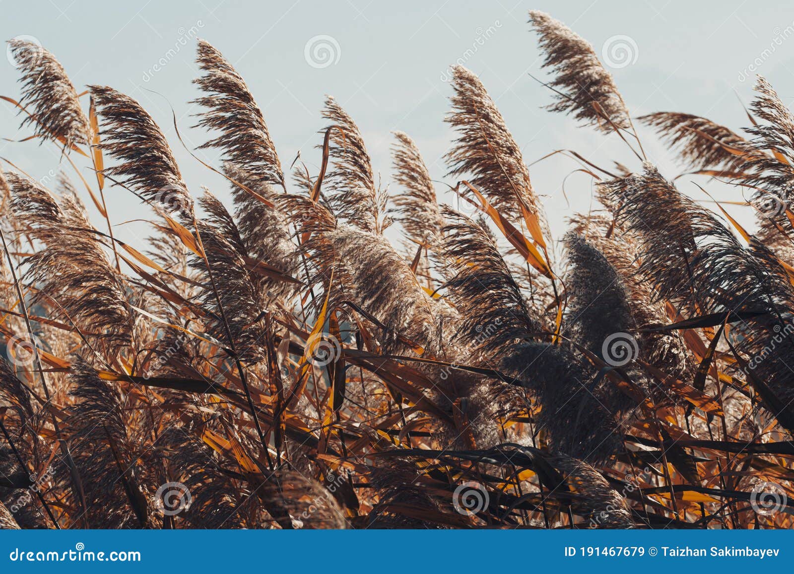 High Reed on the Wind.Concept of Agriculture Stock Image - Image of ...