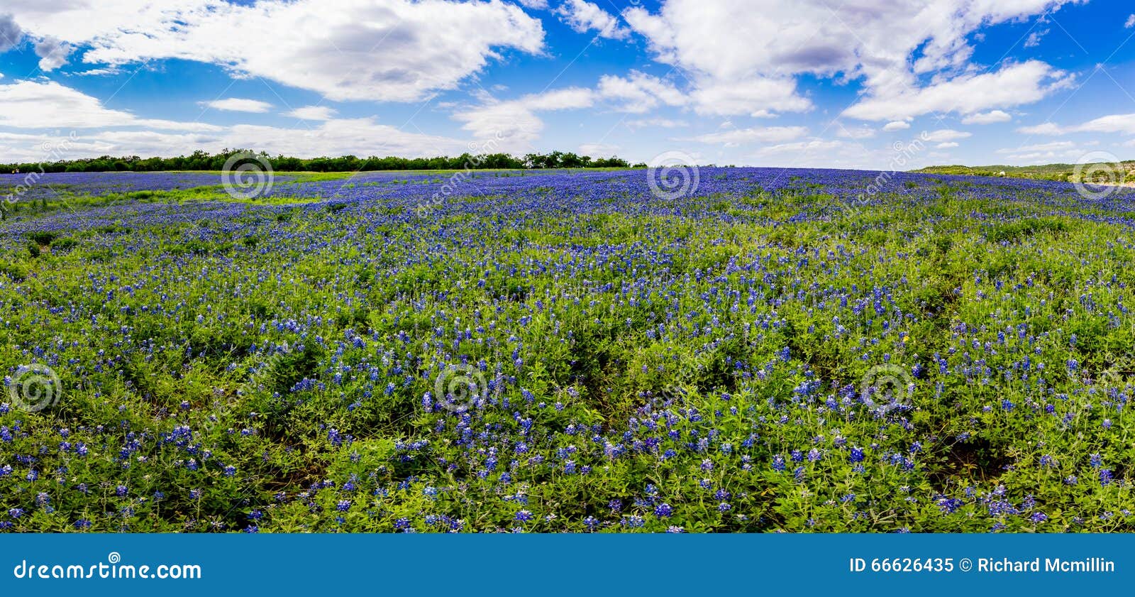 High Res Panorama of Fields of Bluebonnets at Mule Shoe Bend, Te Stock ...