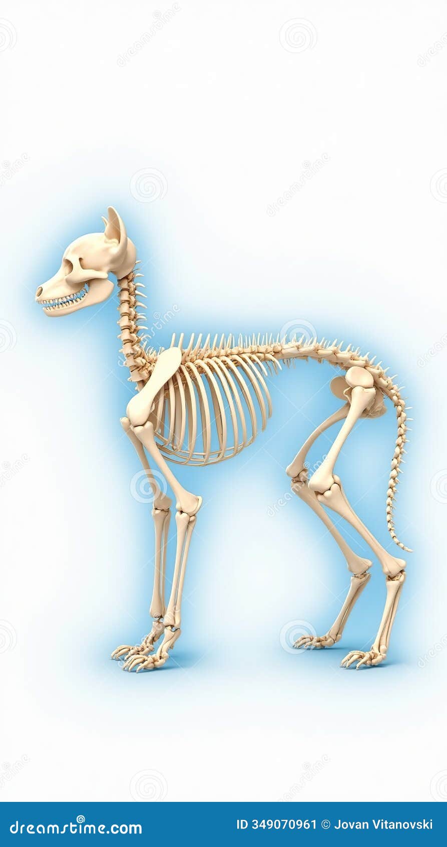 High-Resolution Anatomical Illustration of a Cat Skeleton Side View ...