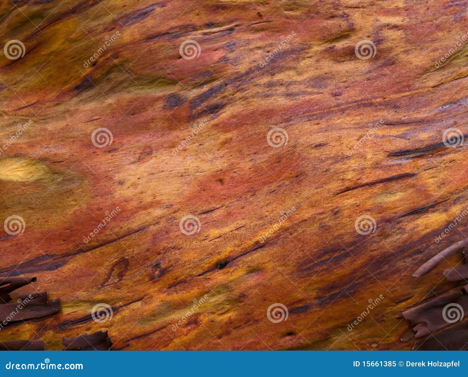 Pacific Madrona Madrone Arbutus Tree Trunk Bare Wood Gnarly Bark Stock ...
