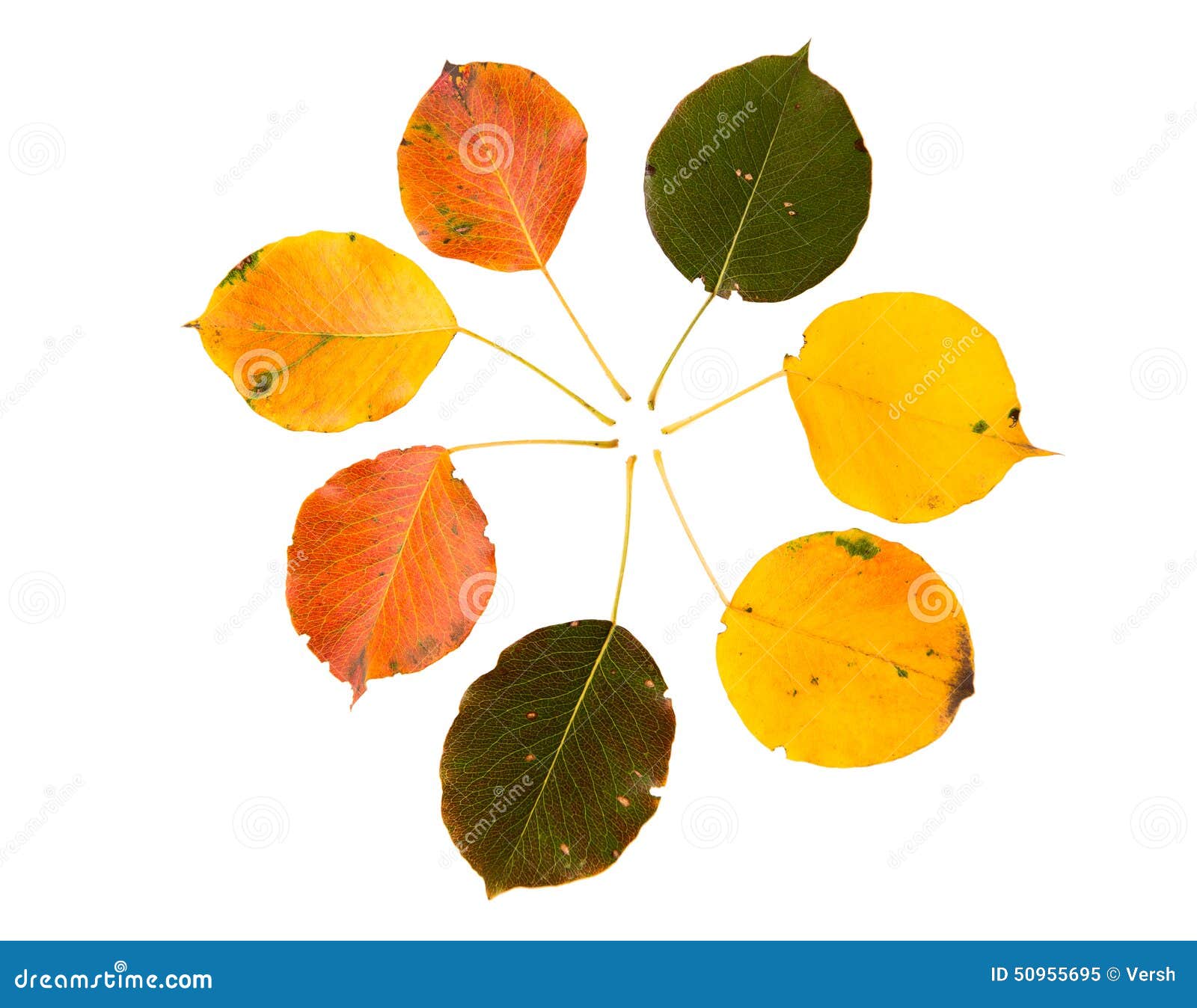 High Resolution Autumn Leaves of Pear Tree Stock Image - Image of ...
