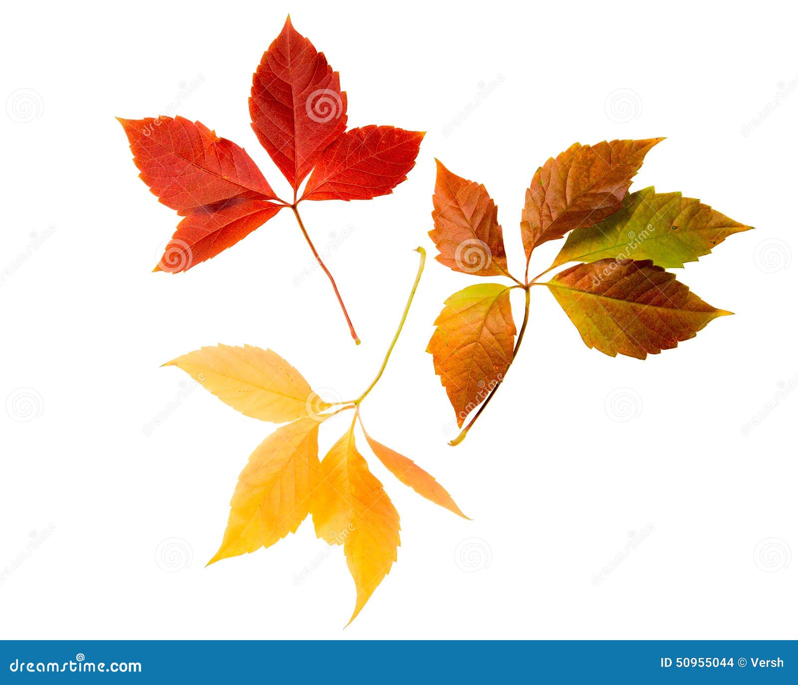 High Resolution Autumn Leaves of Wild Vine Stock Photo - Image of ...