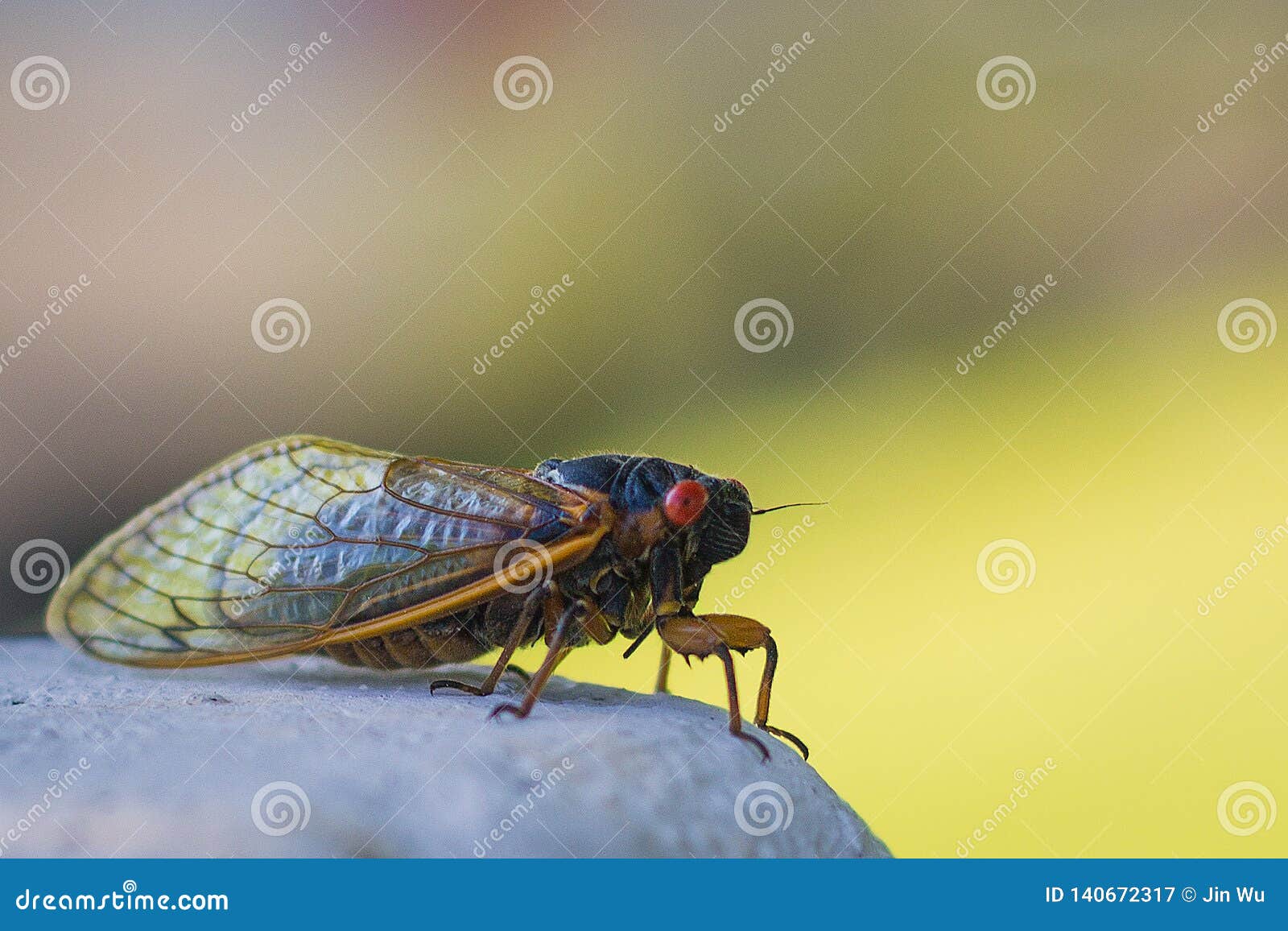 High Resolution of Cicada Insect Stock Image - Image of wings, years ...
