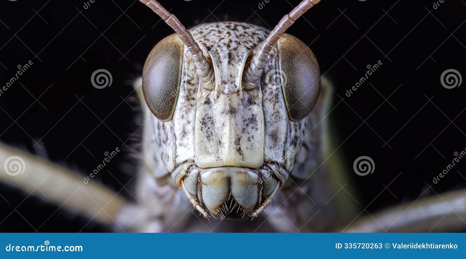 High-resolution Close-up of a Grasshopper S Head with a Focus on Its ...