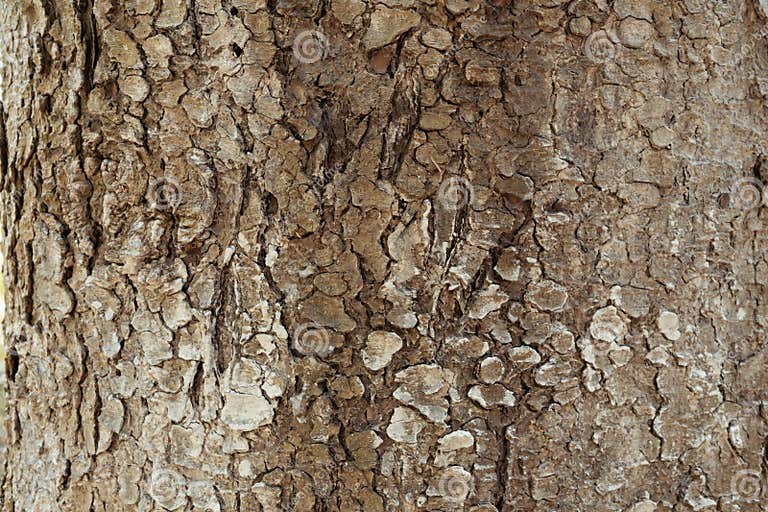 High Resolution Close Up Image of the Bark of a Tree Under the Bright ...