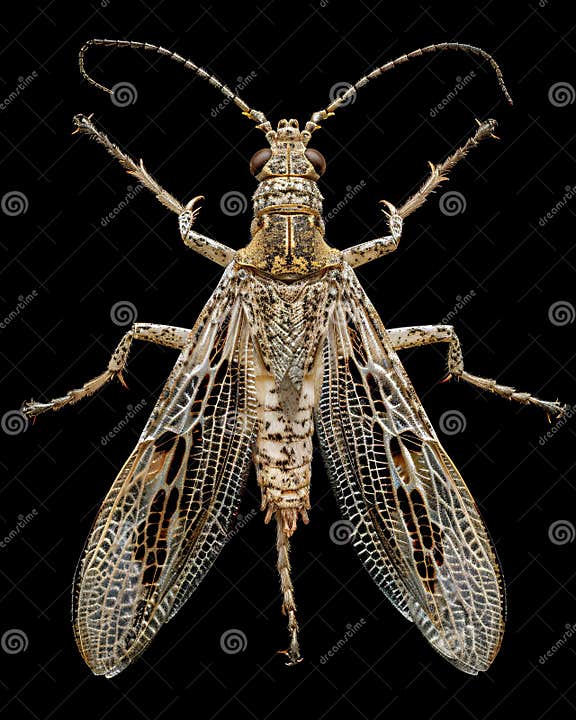 High-Resolution Close-Up Images of Various Insects on Black Background ...