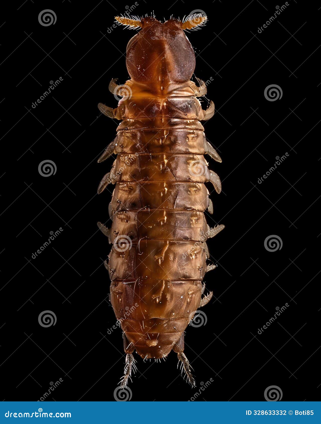 High-Resolution Close-Up Images of Various Insects on Black Background ...
