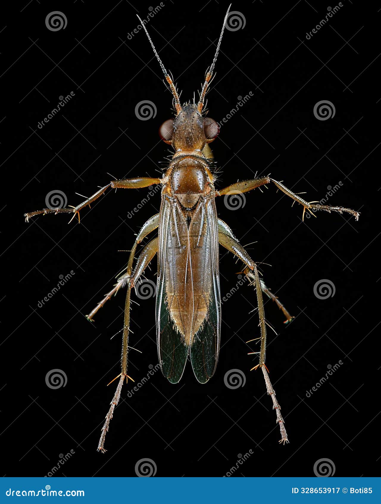 High-Resolution Close-Up Images of Various Insects on Black Background ...