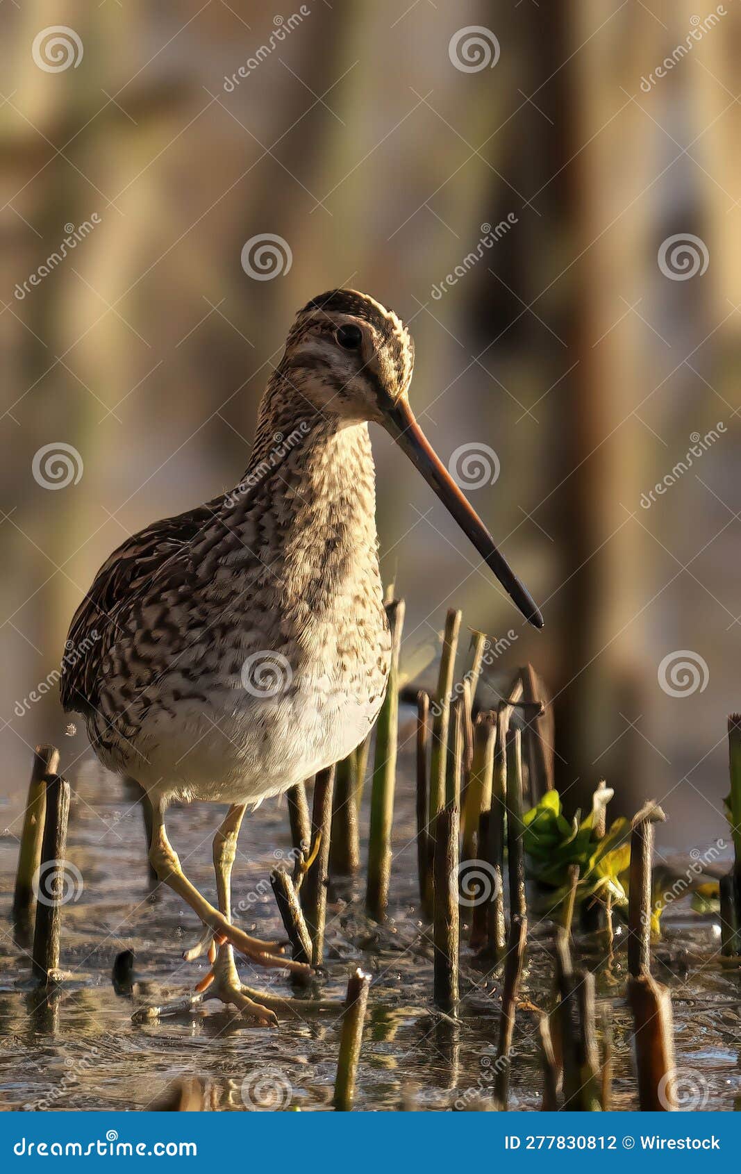 High-resolution Close-up Shot of a Common Snipe Stock Photo - Image of ...