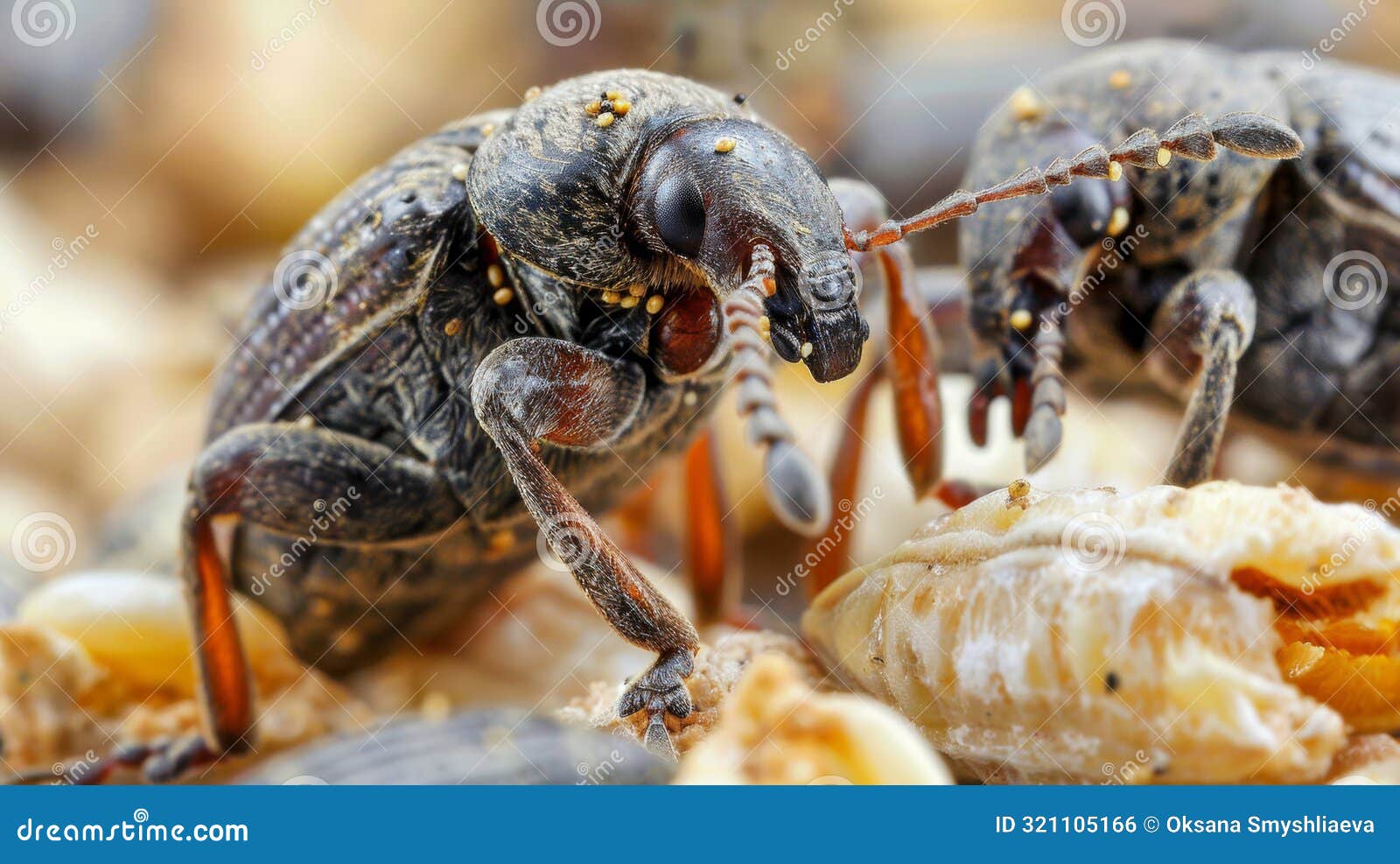 High-Resolution Close-Up of Weevils on Grains Stock Photo - Image of ...