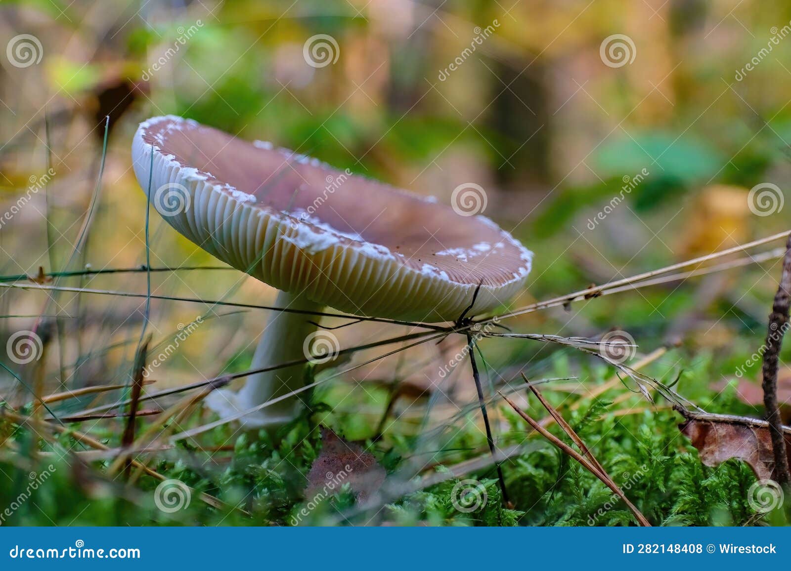 High-resolution Closeup Image of a Single Mushroom in Its Natural ...