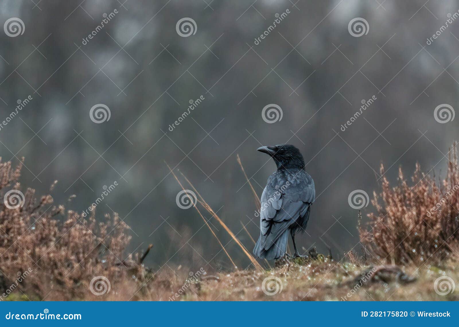 High-resolution Closeup Shot of a Common Raven Perched on a Branch ...