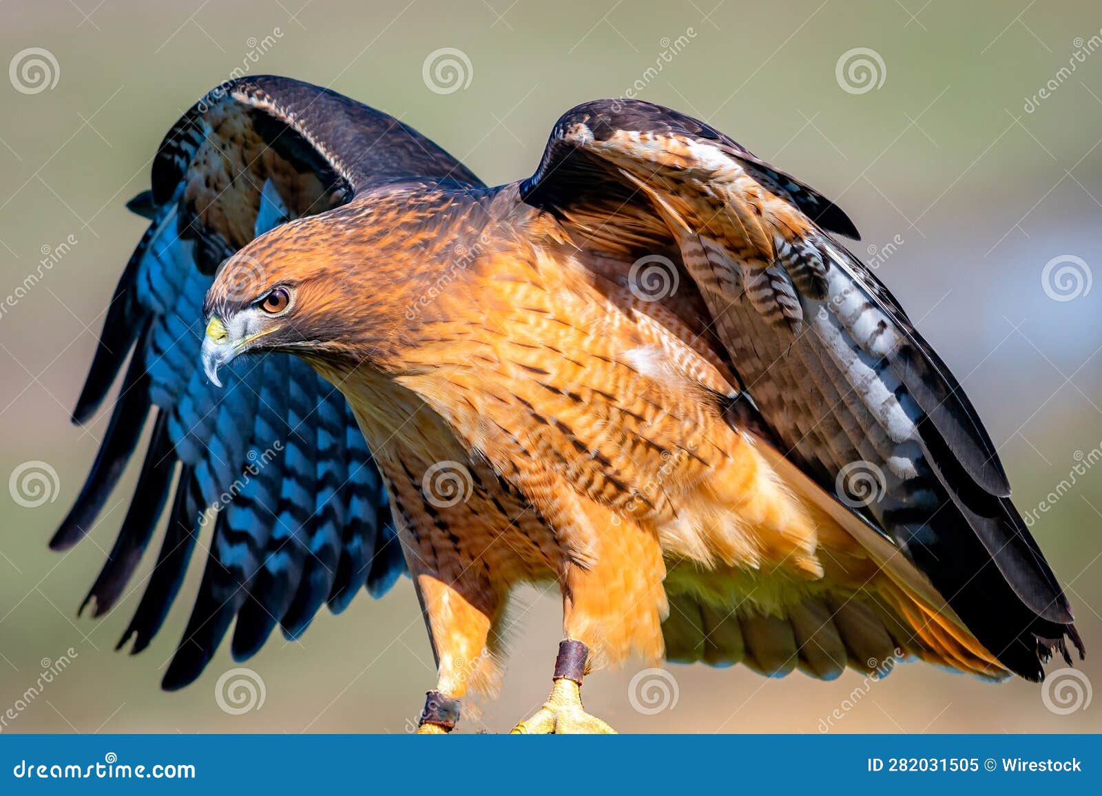High-resolution Closeup Shot of a Red-tailed Hawk with Its Wings Spread ...