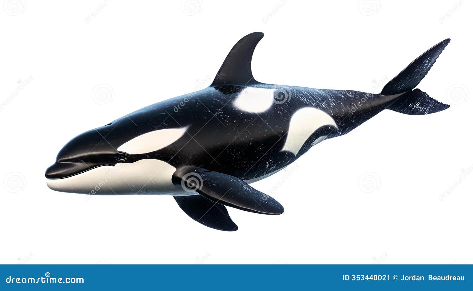Orca Whale 3D Render Isolated on White Stock Illustration ...