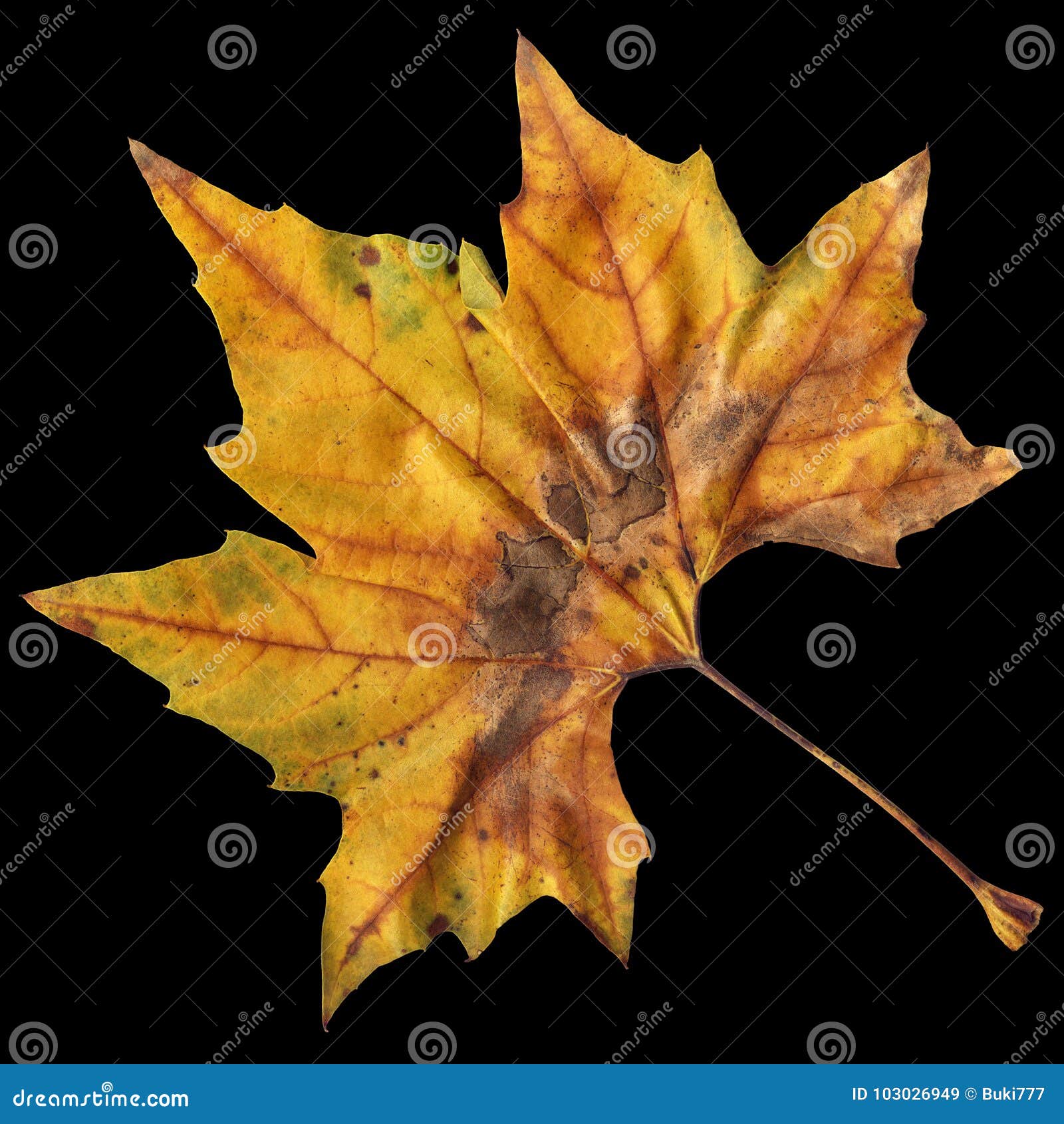 High Resolution Dry Maple Leaf Isolated on Black Background Stock Image ...