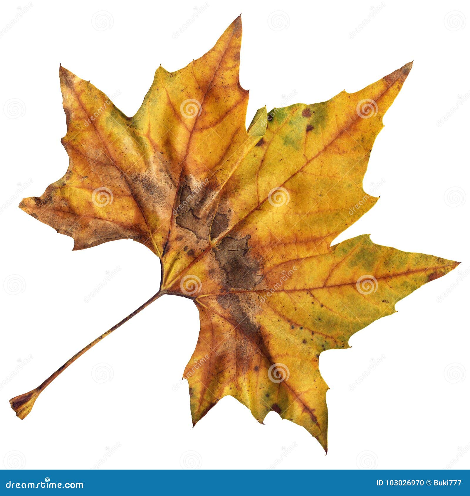 High Resolution Dry Maple Leaf Isolated on White Background Stock Photo ...