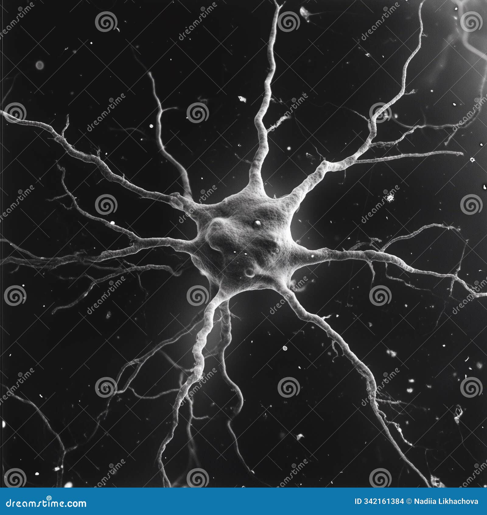 A High-resolution Electron Microscope Image Of A Neuron Displaying Its ...