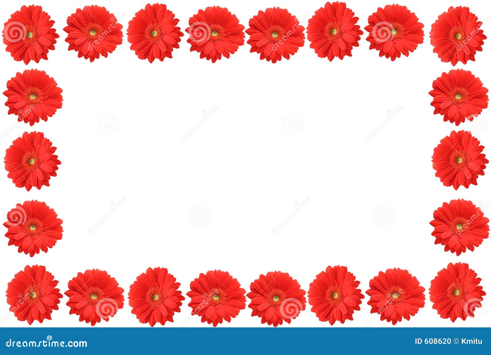 High Resolution Gerbera Frame Stock Photo - Image of frame, background ...