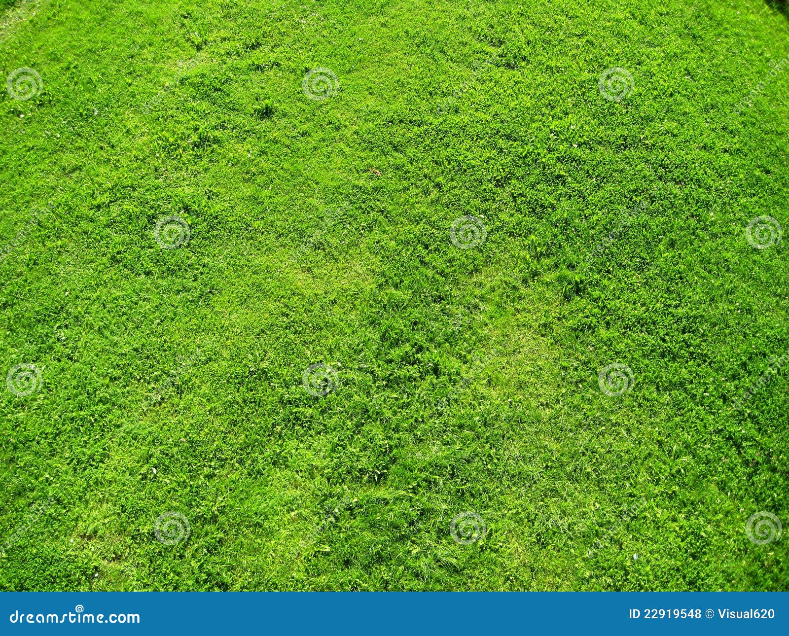 High Resolution Grass Background Royalty-Free Stock Image ...