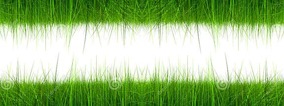 High Resolution Grass Isolated Stock Photo - Image of fresh, lawn: 17483318