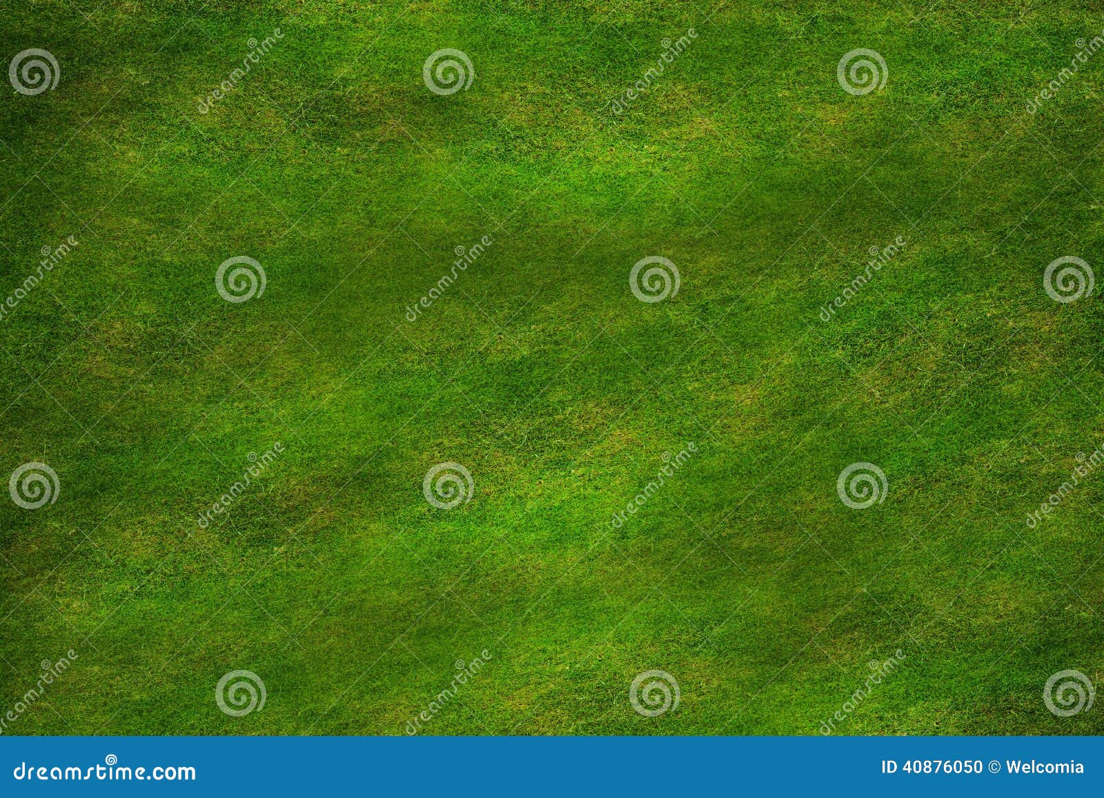 High Resolution Grass stock photo. Image of grass, nature - 40876050